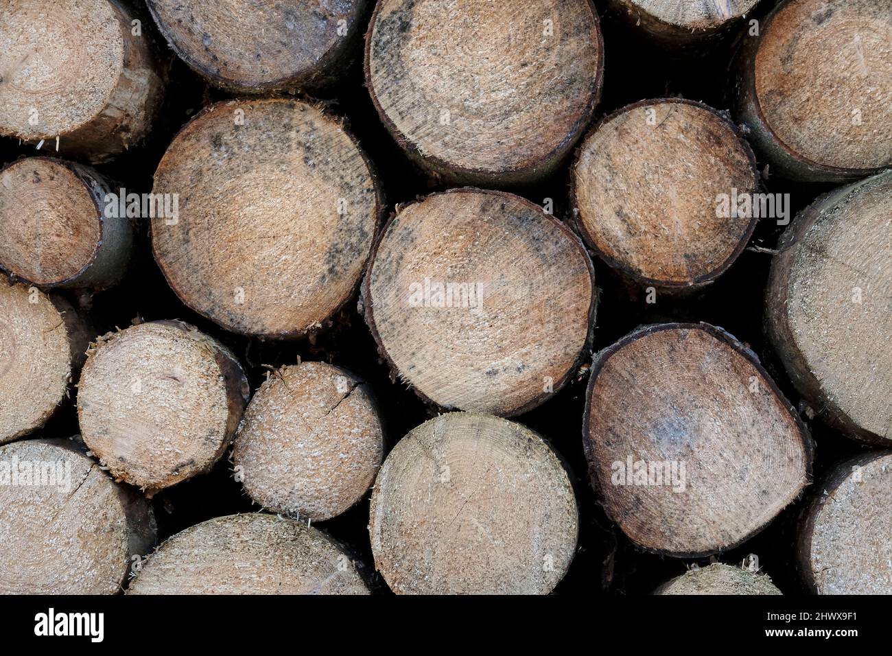 Stacked tree logs in a forest Stock Photo - Alamy