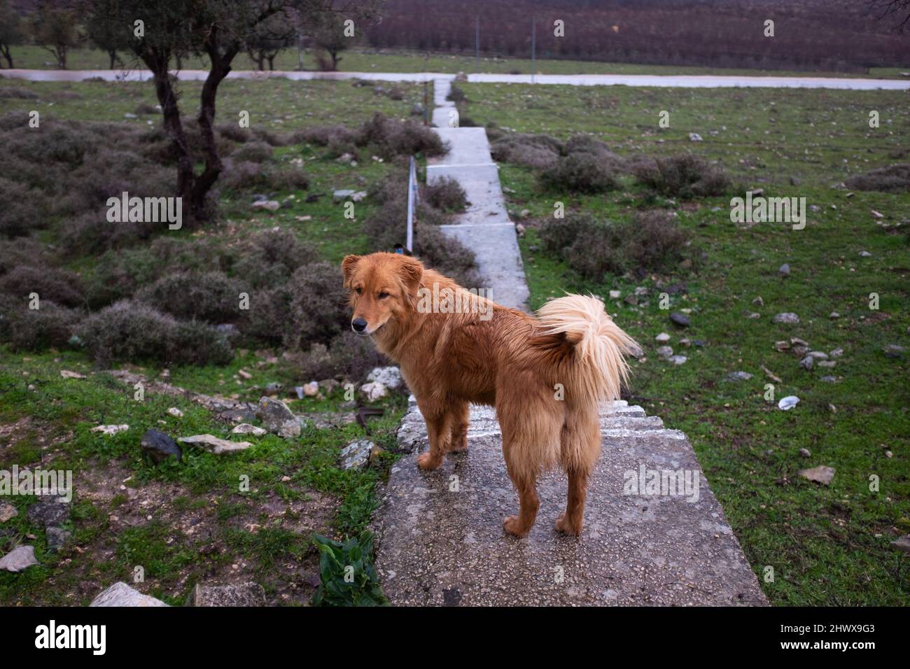 Free roaming dogs hi-res stock photography and images - Alamy