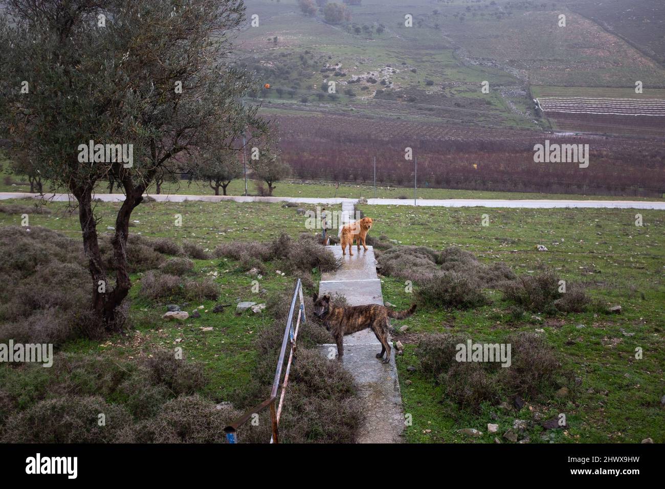Dogs roaming around in rural landscape Stock Photo - Alamy