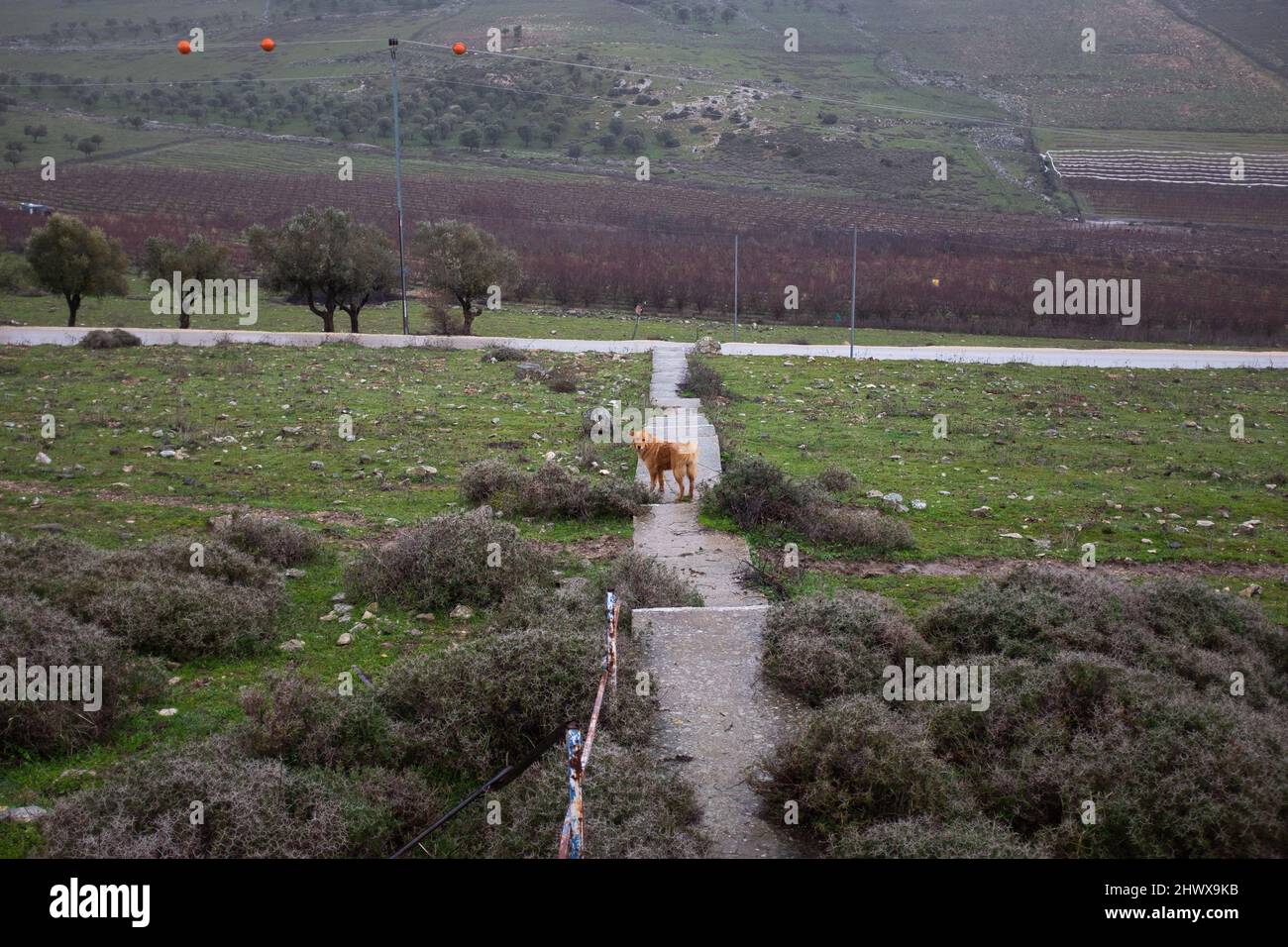 Dogs roaming around in rural landscape Stock Photo - Alamy
