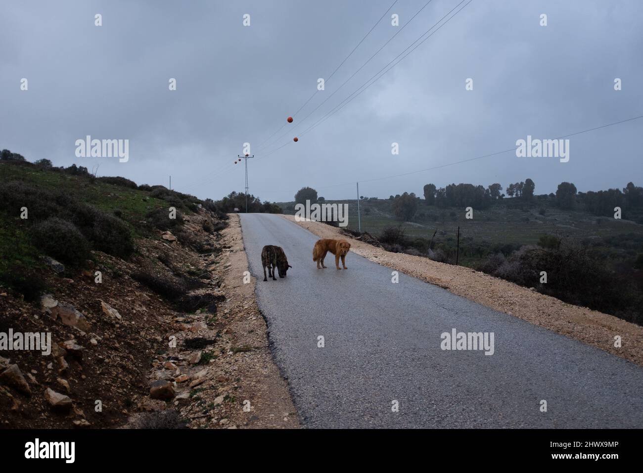 Dogs roaming around in rural landscape Stock Photo - Alamy