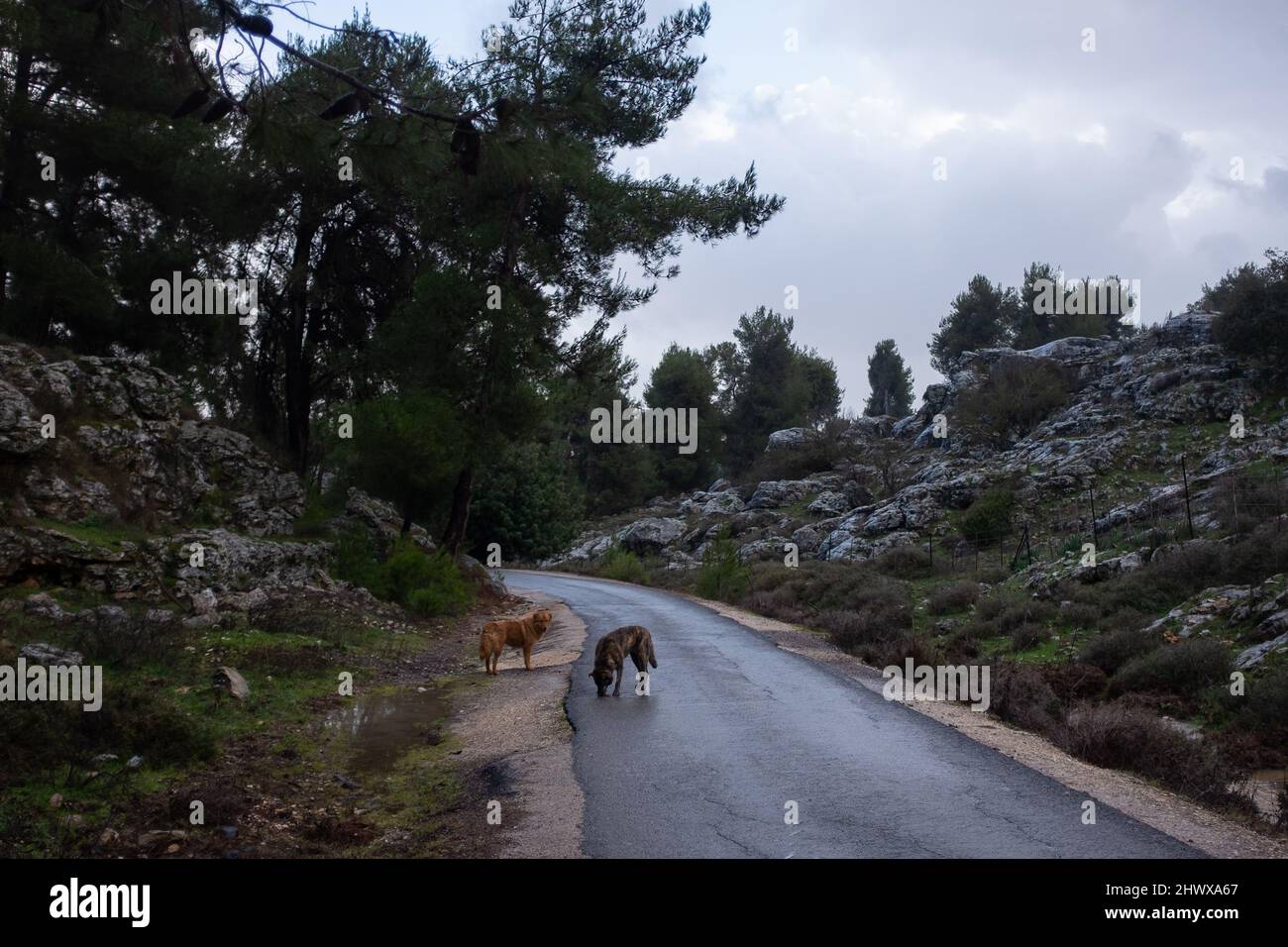 Dogs roaming around in rural landscape Stock Photo - Alamy