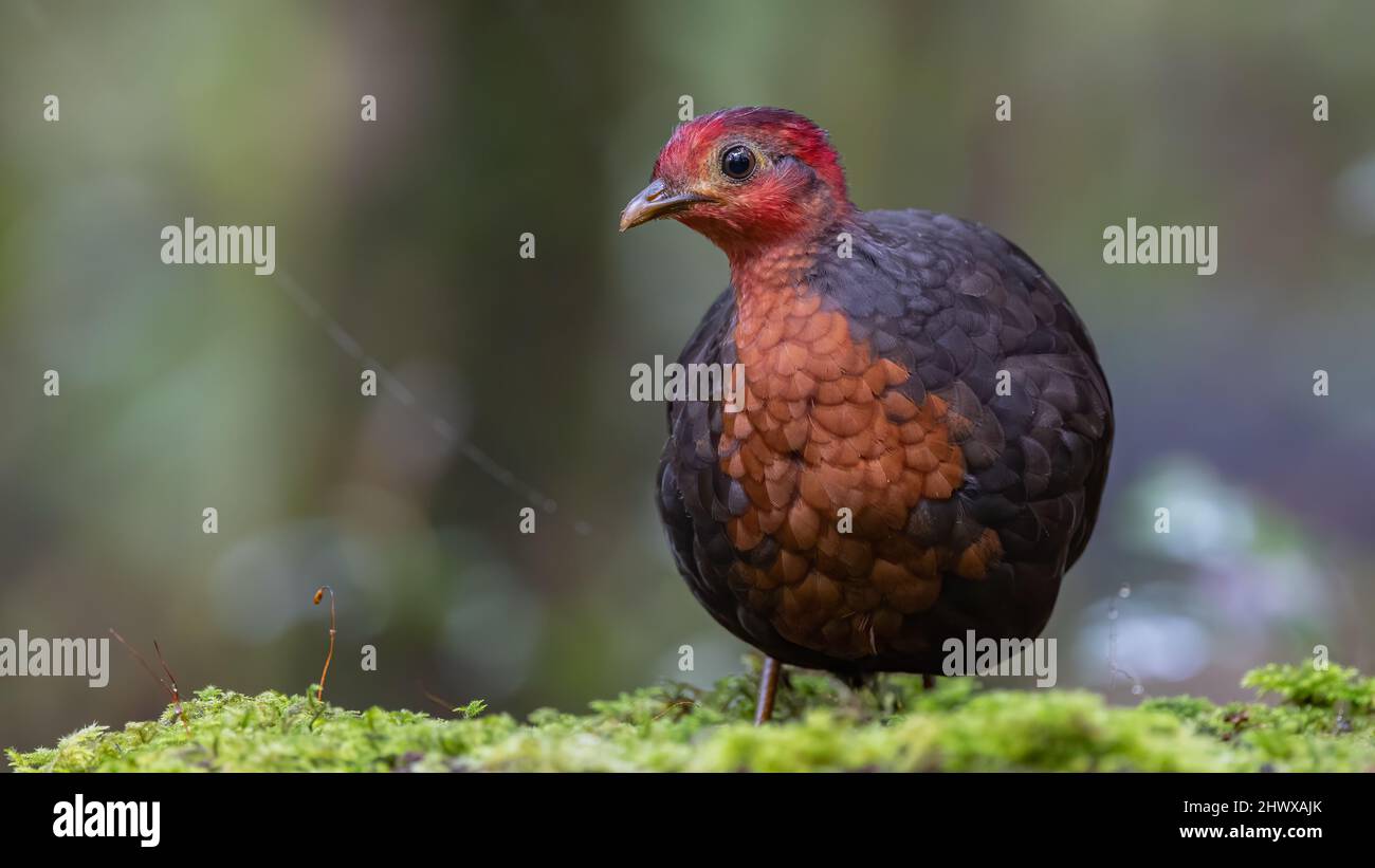Crimson-headed partridge on deep jungle rainforest, It is endemic to ...