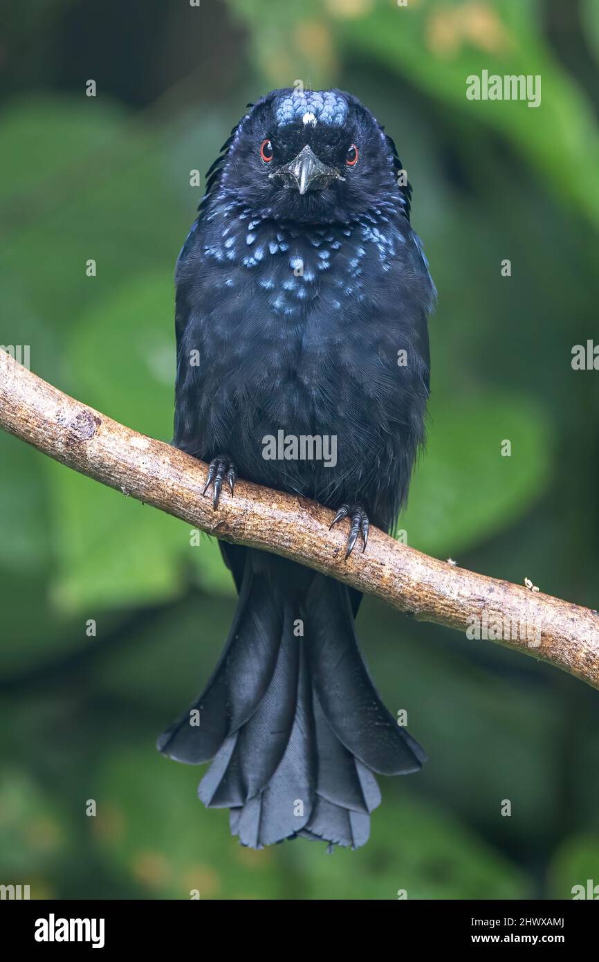 Bronze Drongo bird (Dicrurus aeneus) perching on tree branch Stock ...