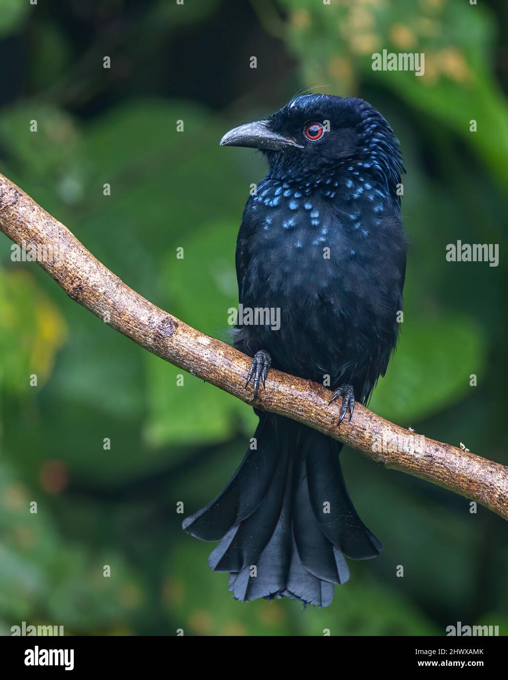 Bronze Drongo bird (Dicrurus aeneus) perching on tree branch Stock ...