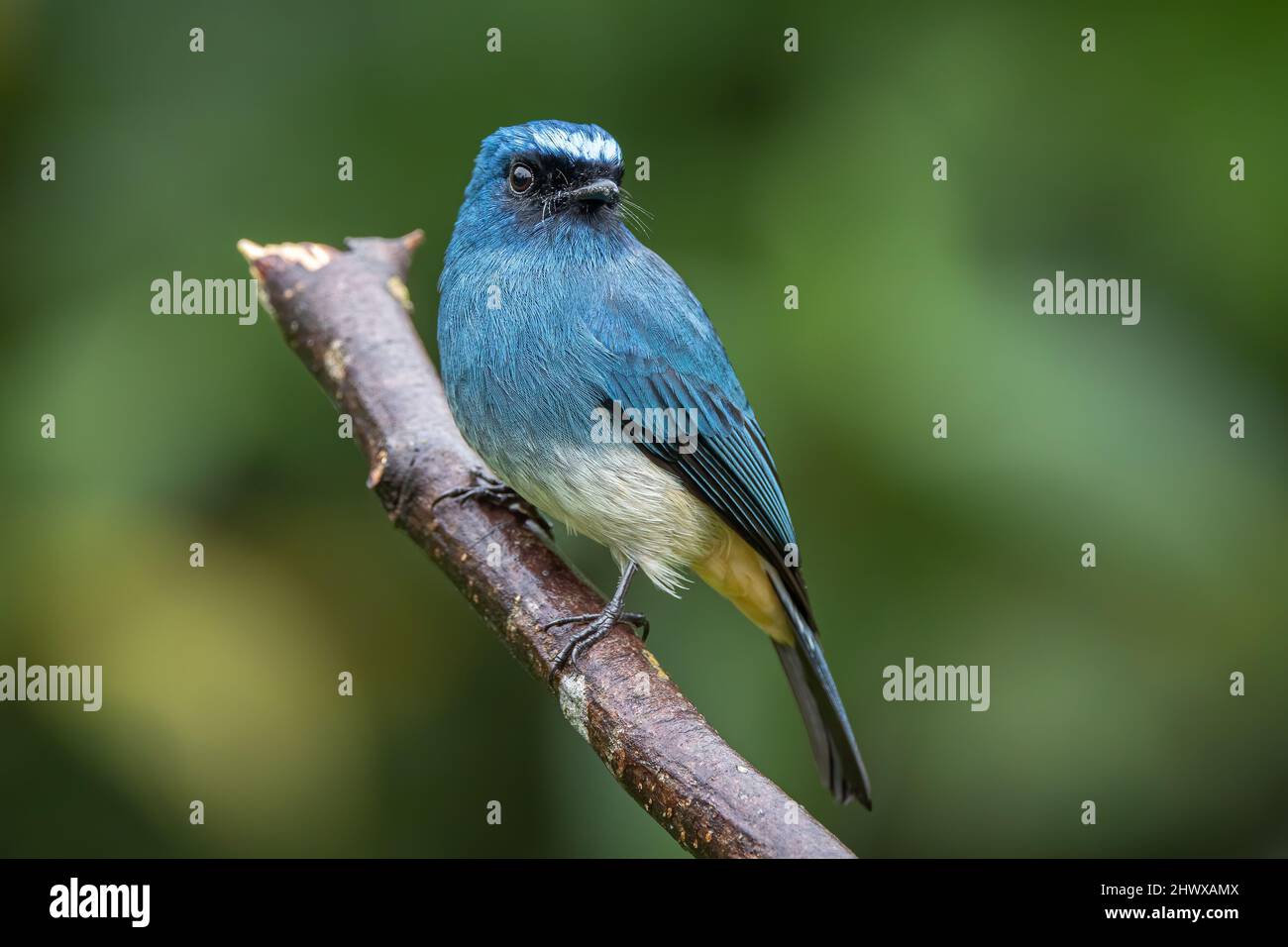 Beautiful blue color bird known as Indigo Flycatcher on perch at nature ...