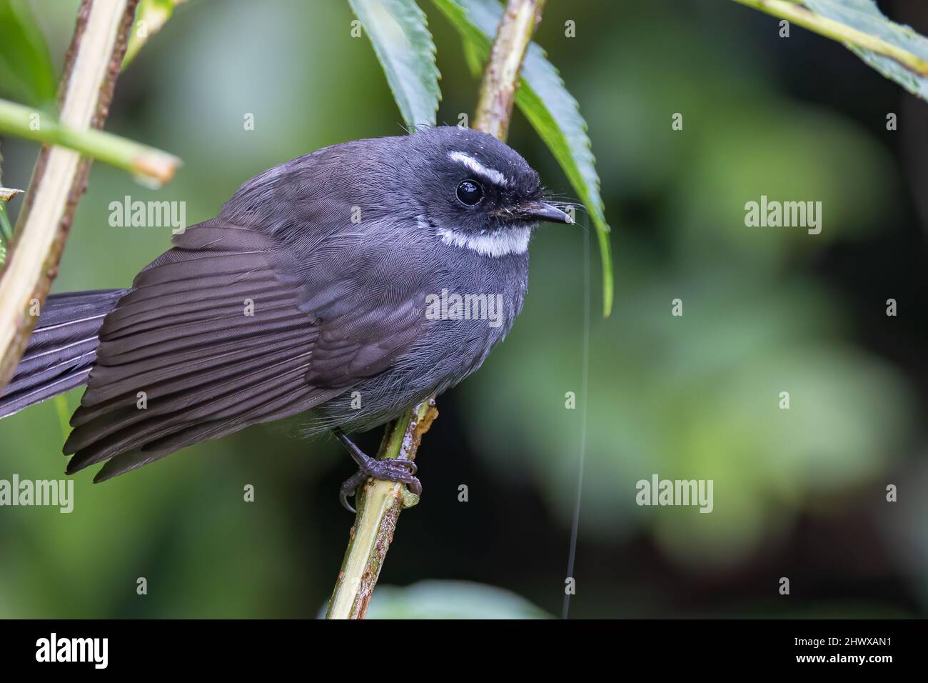 bird white-throated fantail (Rhipidura albicollis) catching a moth is ...