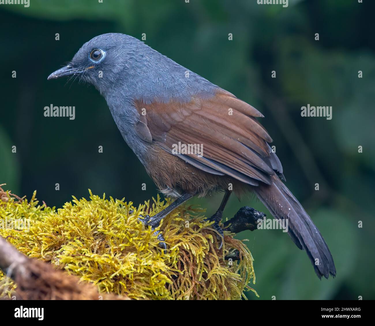 Sunda laughingthrush hi-res stock photography and images - Alamy