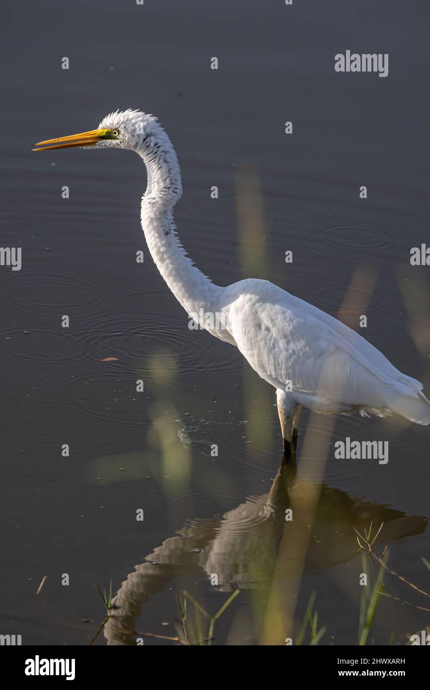 Nature wildlife image of Egret bird on wetland center in Kota Kinabalu ...