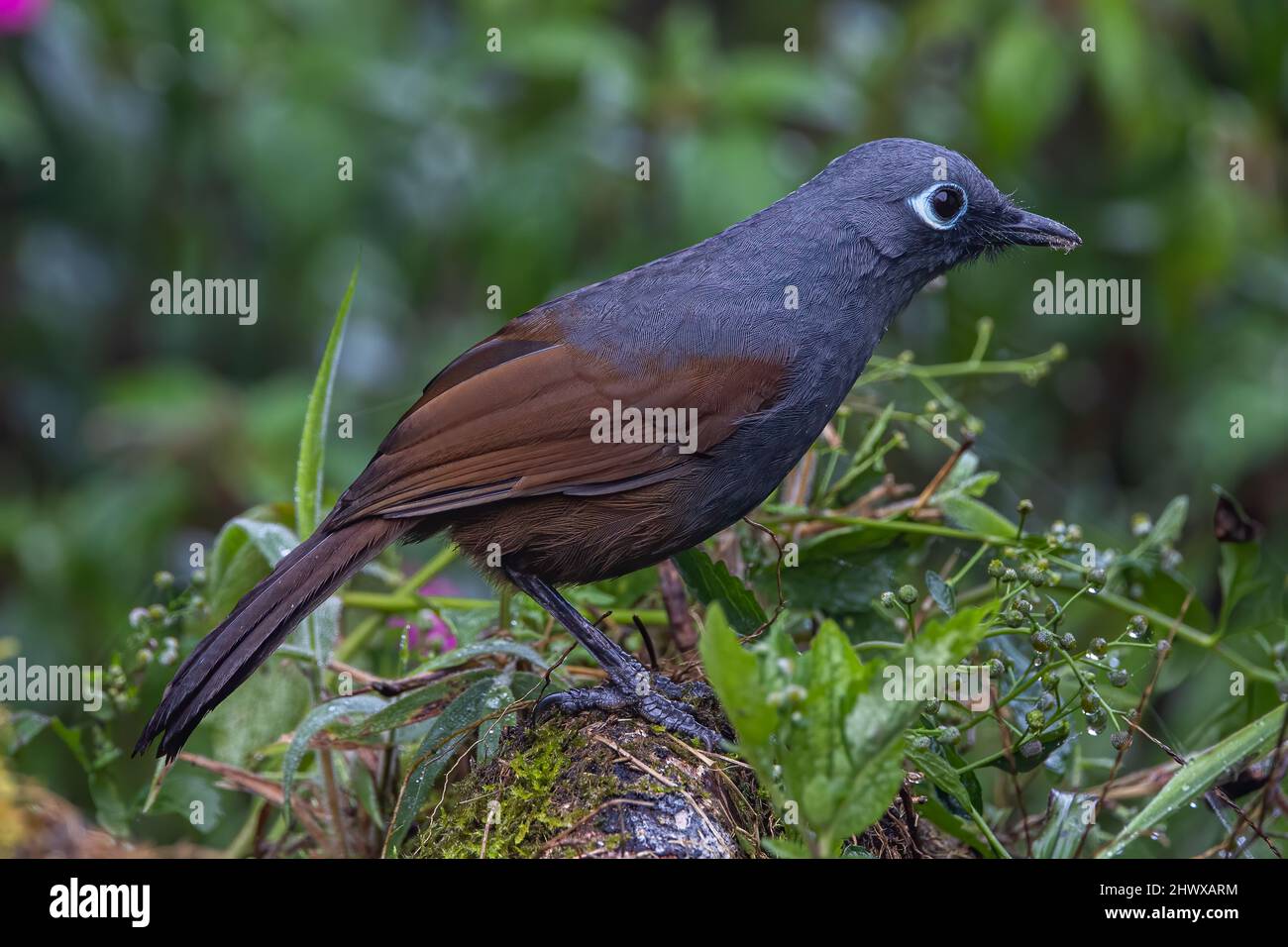 Laughingthrush species hi-res stock photography and images - Alamy