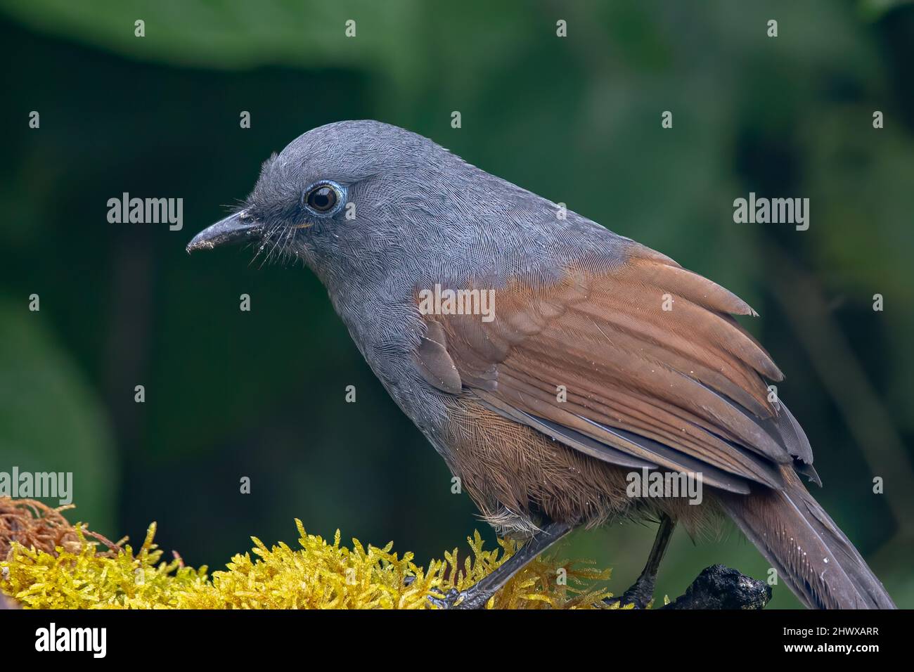 Sunda laughingthrush (Garrulax palliatus) is a species of birds at ...