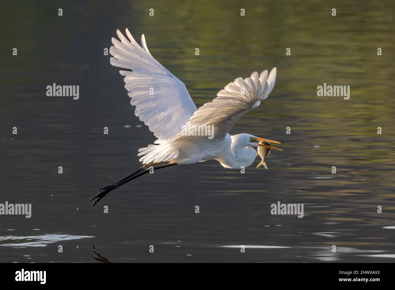 Great egret with catching a fish at wetland Sabah, Malaysia Stock Photo ...