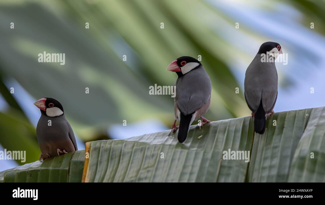 Beautiful Java Sparrow bird (Lonchura oryzivora), standing on a rice ...