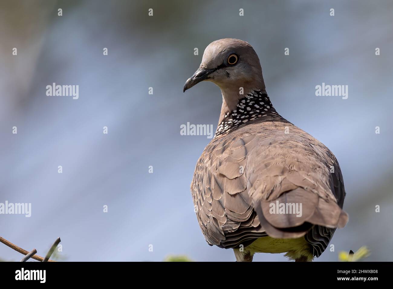 Nature wildlife image of pigeon Spotted dove Stock Photo - Alamy