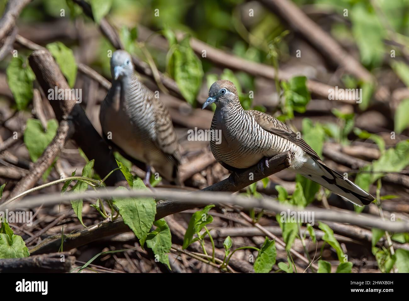 Nature wildlife image of pigeon Spotted dove Stock Photo - Alamy