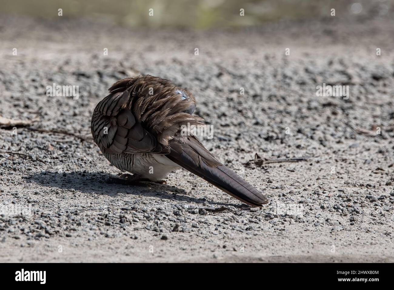 Nature wildlife image of pigeon Spotted dove Stock Photo - Alamy