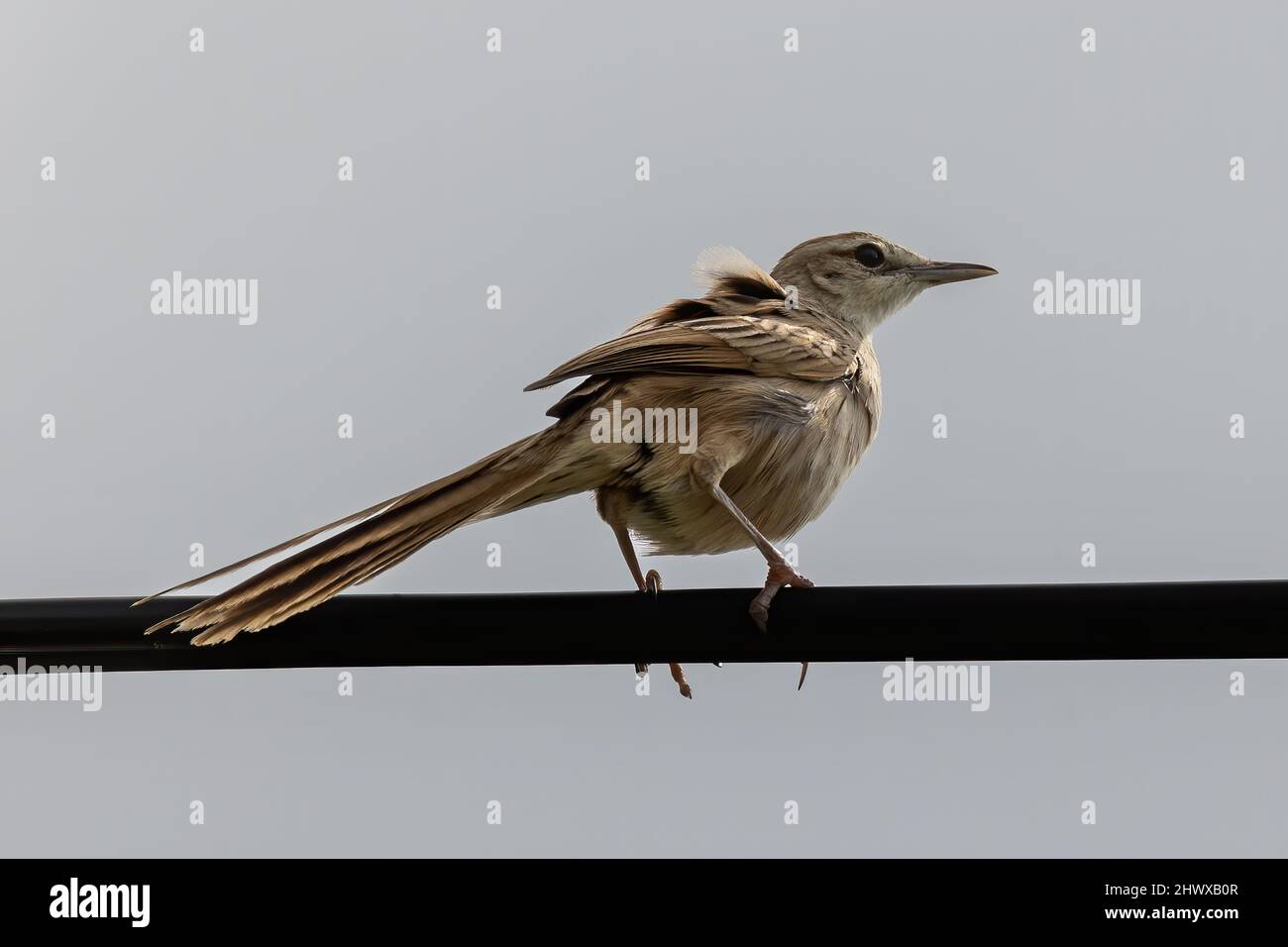 Close-up image of beautiful Striated Grass bird with nature background ...