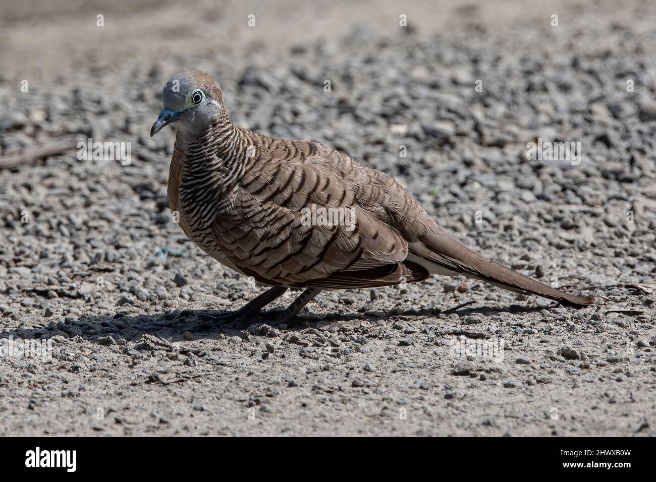 Nature wildlife image of pigeon Spotted dove Stock Photo - Alamy