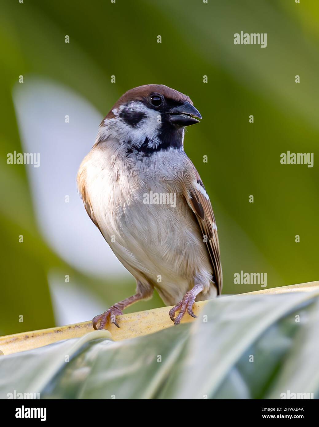 Meadow pipit bird with beautiful nature background Stock Photo - Alamy