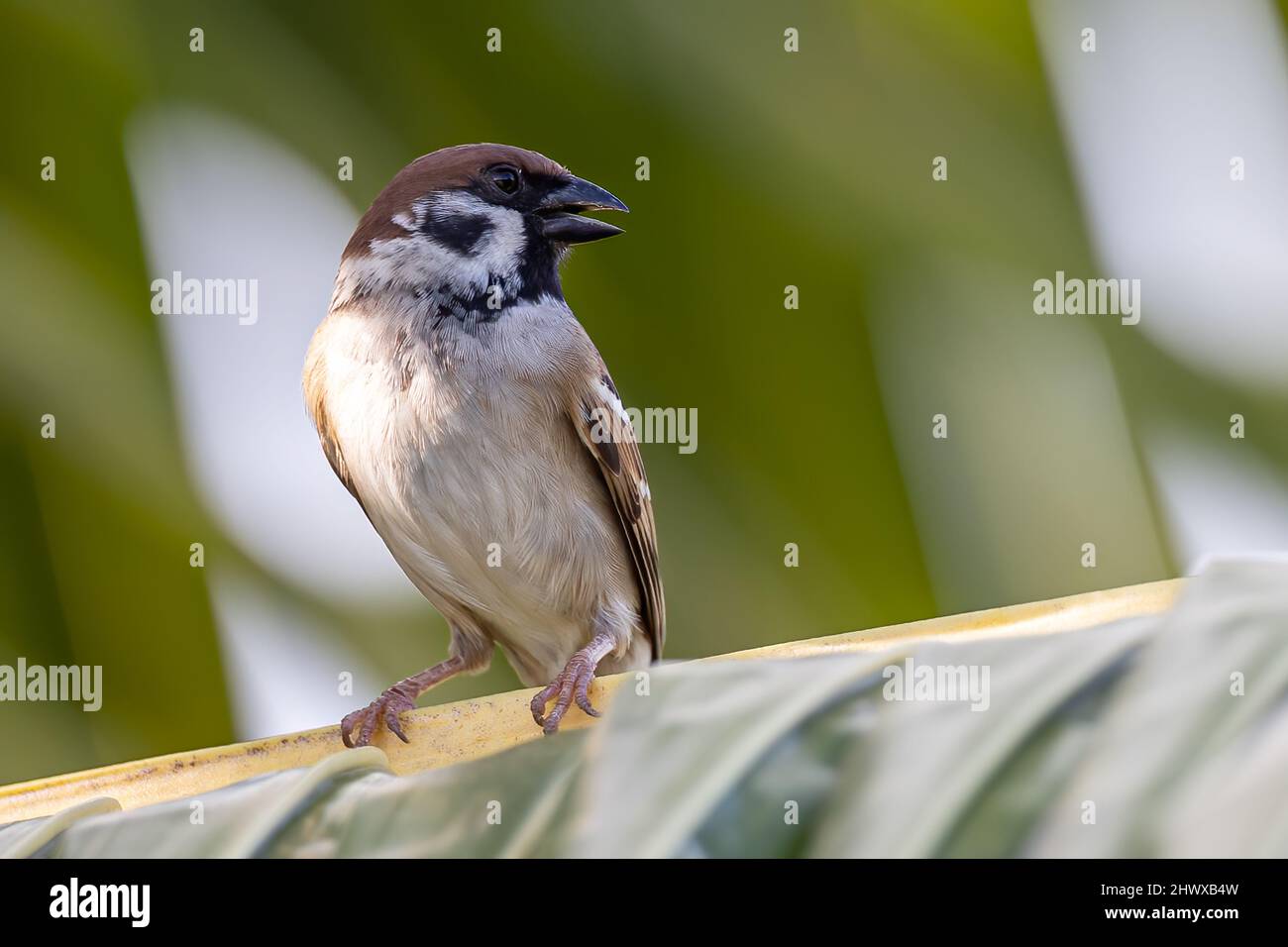 Meadow pipit bird with beautiful nature background Stock Photo - Alamy