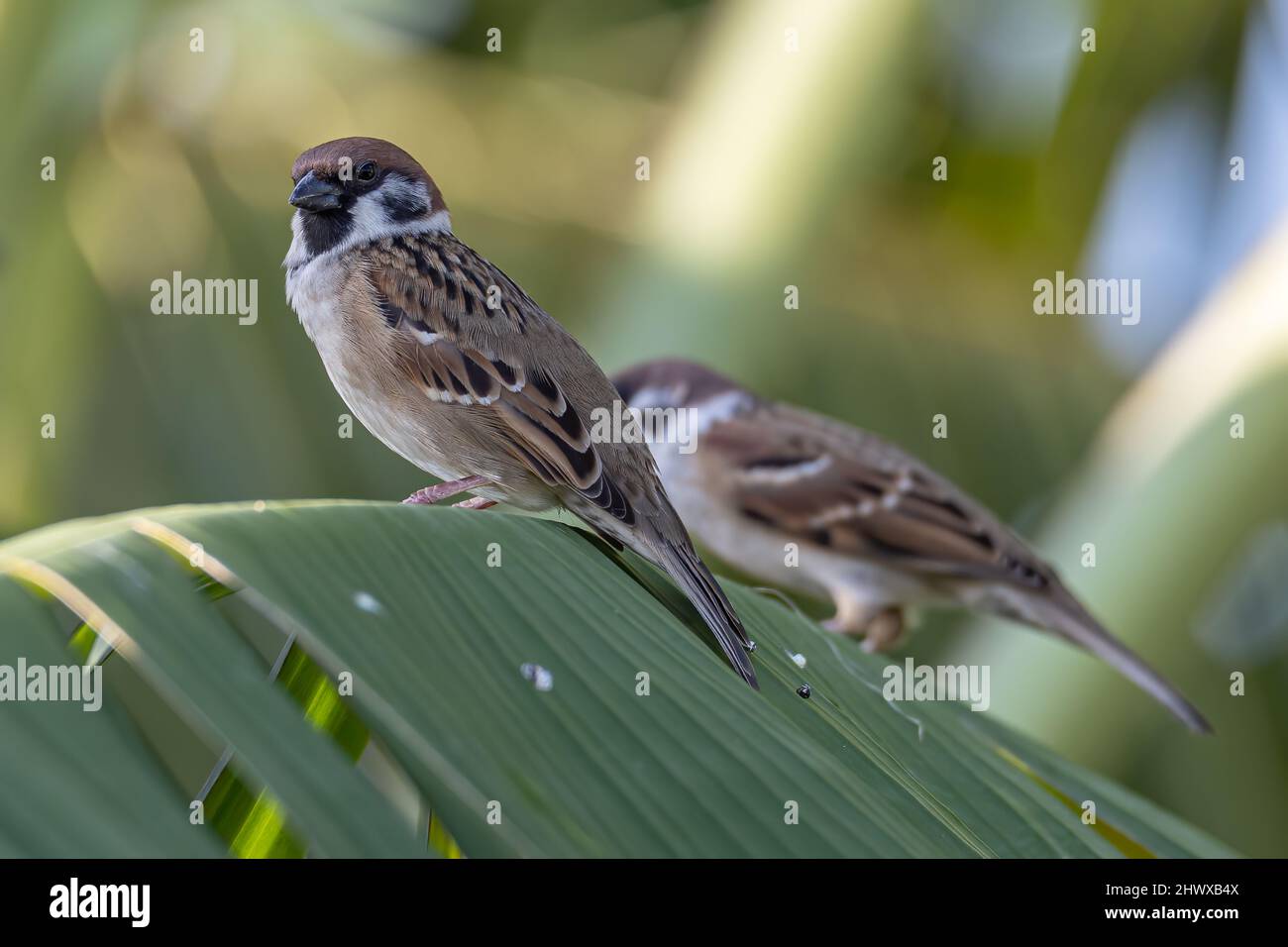 Meadow pipit bird with beautiful nature background Stock Photo - Alamy