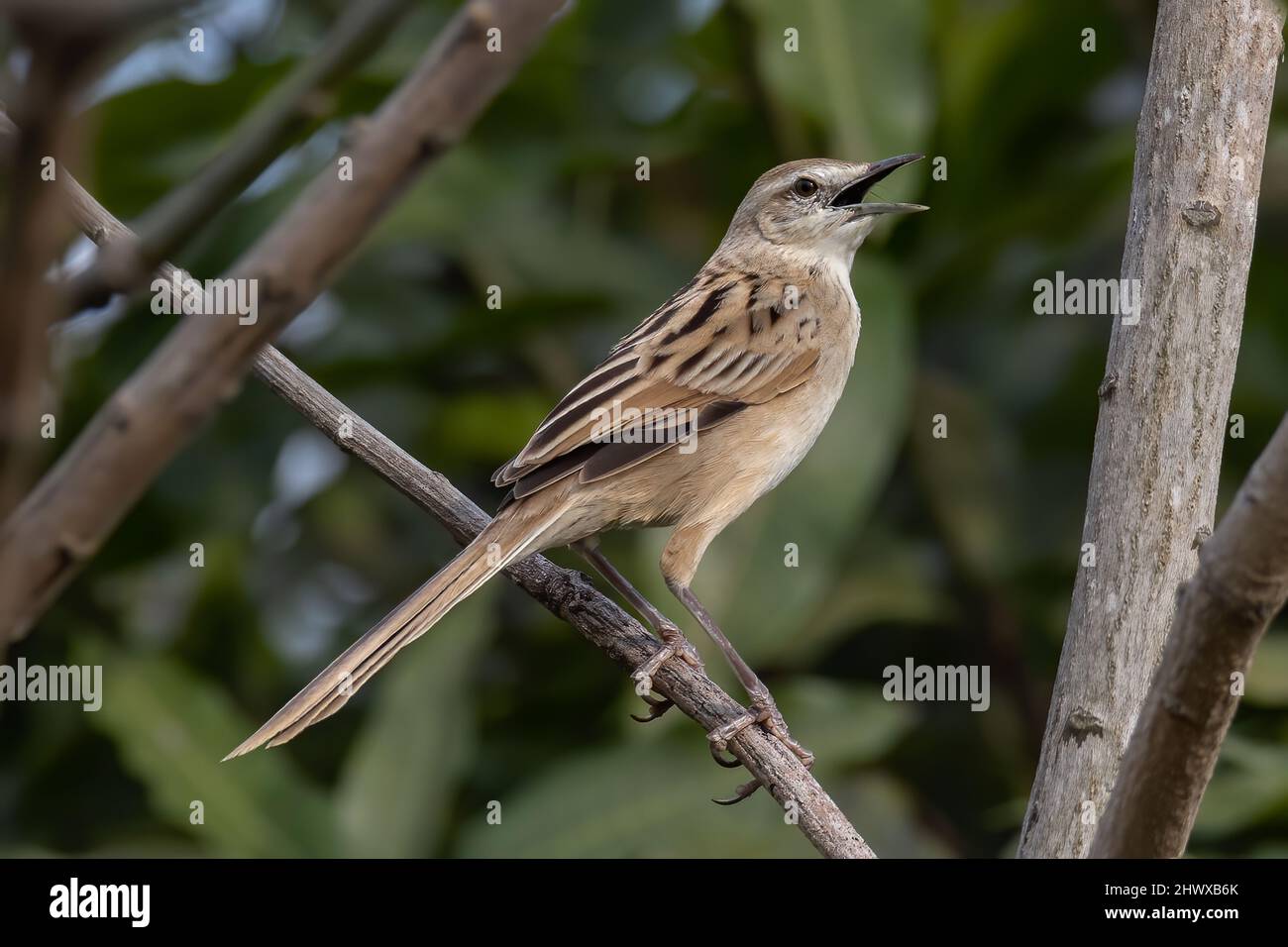 Striated grassbird hi-res stock photography and images - Alamy