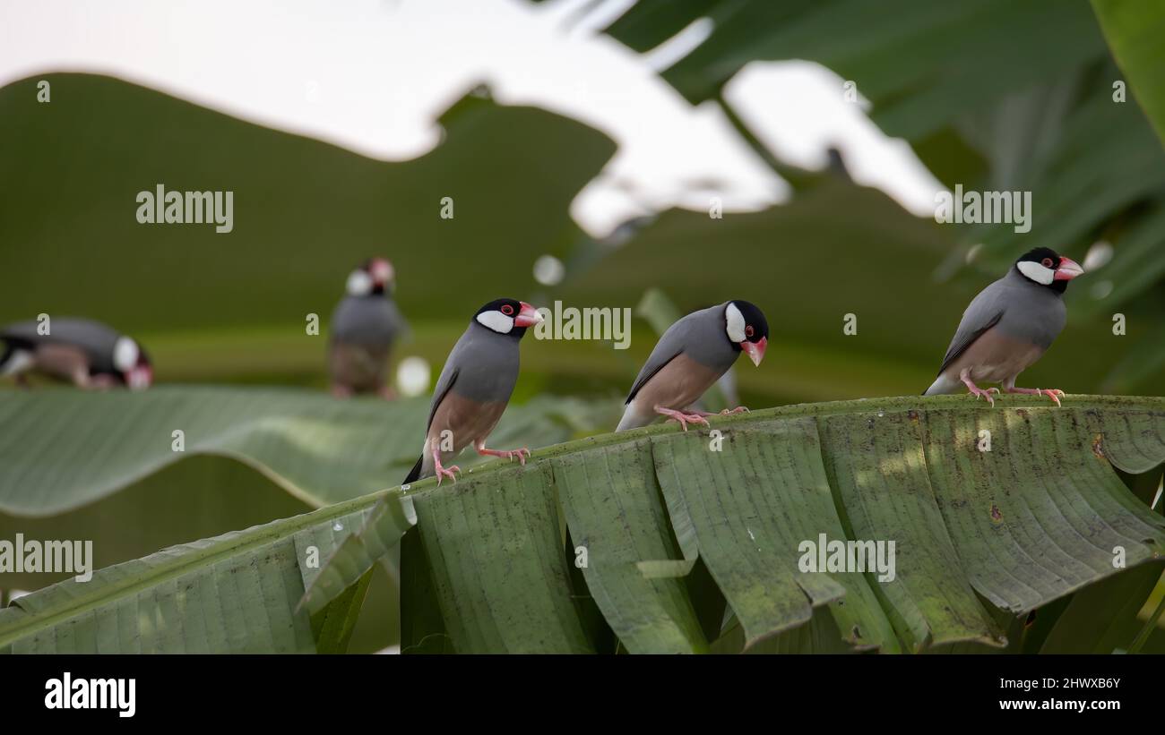 Group of beautiful bird Java sparrow (Lonchura oryzivora Stock Photo ...