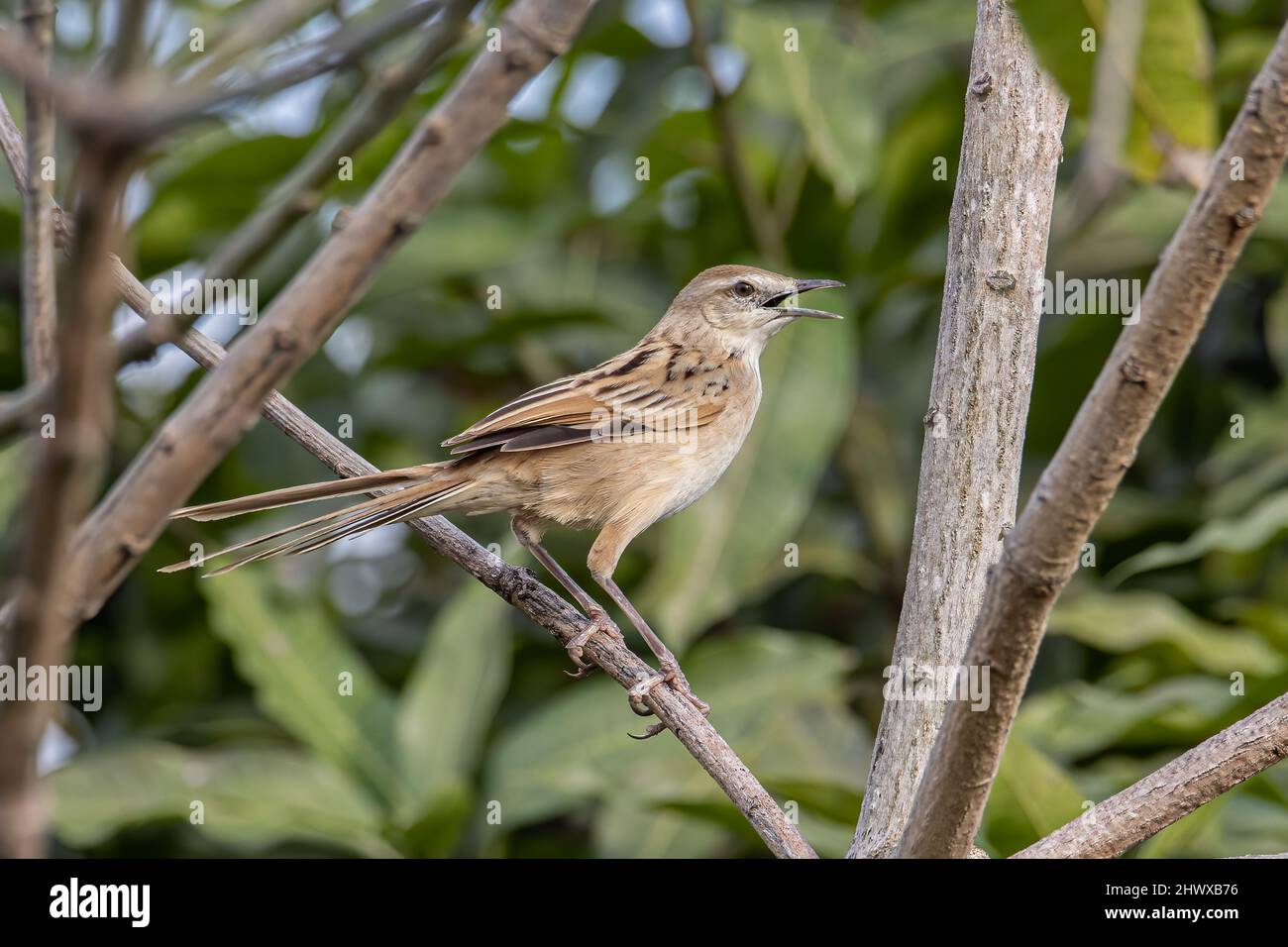 Close-up image of beautiful Striated Grass bird with nature background ...