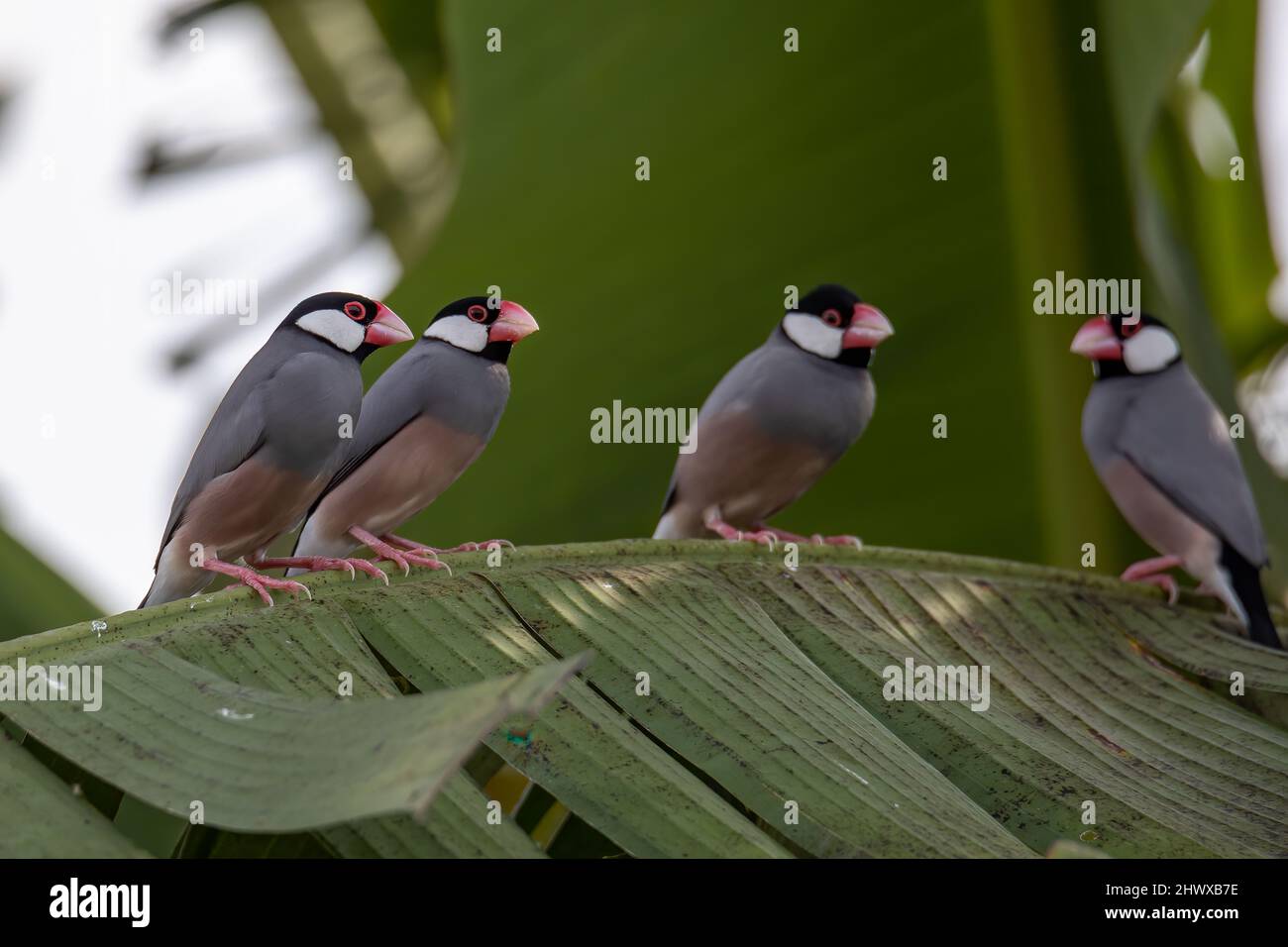 Group of beautiful bird Java sparrow (Lonchura oryzivora Stock Photo ...