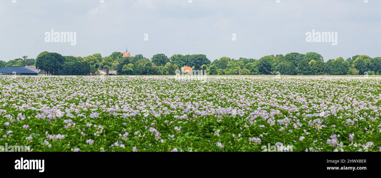 Potato panorama hi-res stock photography and images - Alamy