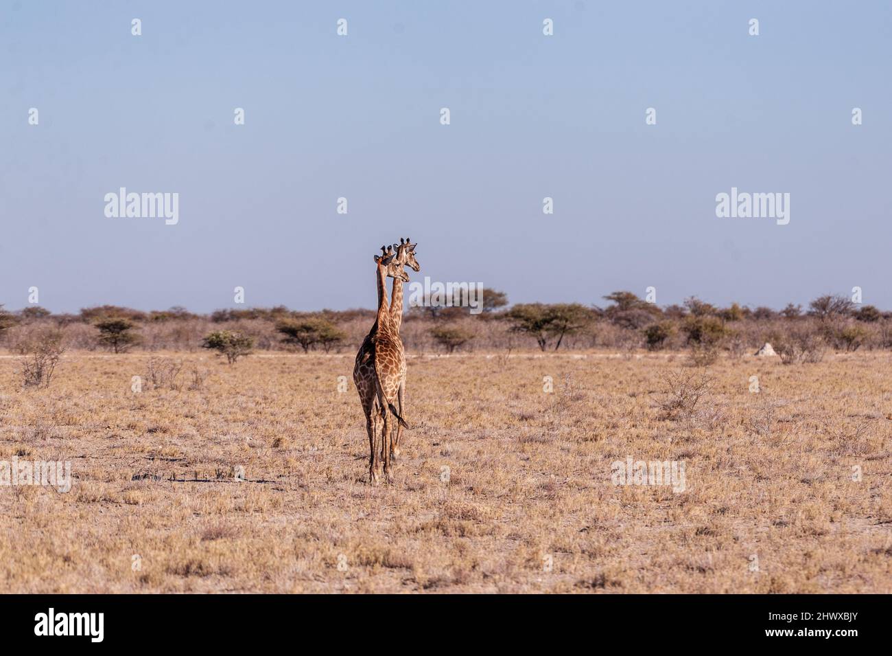 Two Angolan Giraffes walking along the plains of Etosha National Park ...