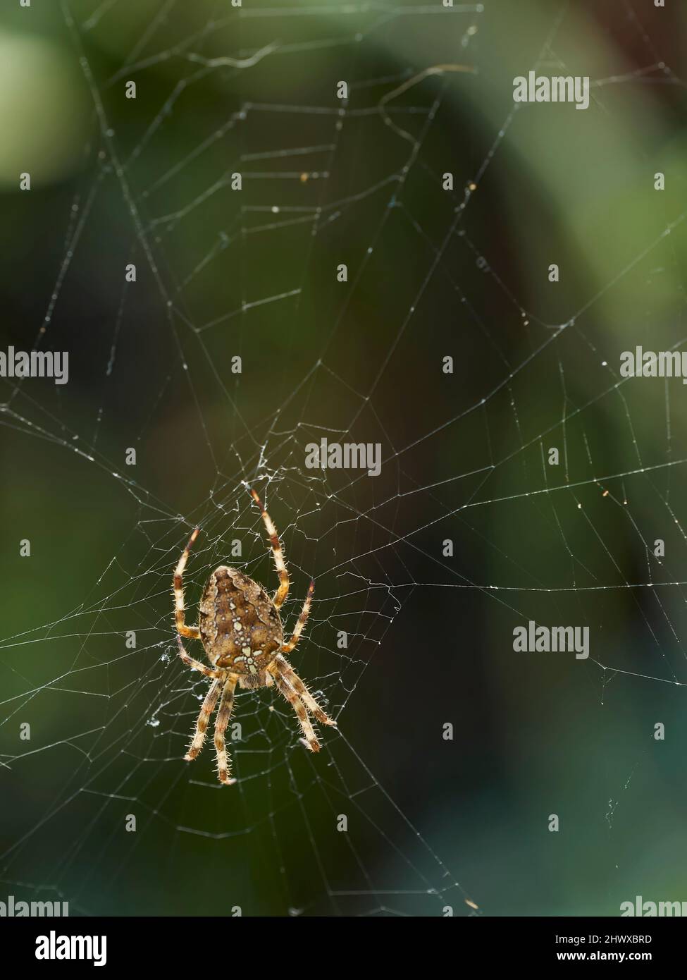 A garden spider suspended on its near invisible web, against a ...