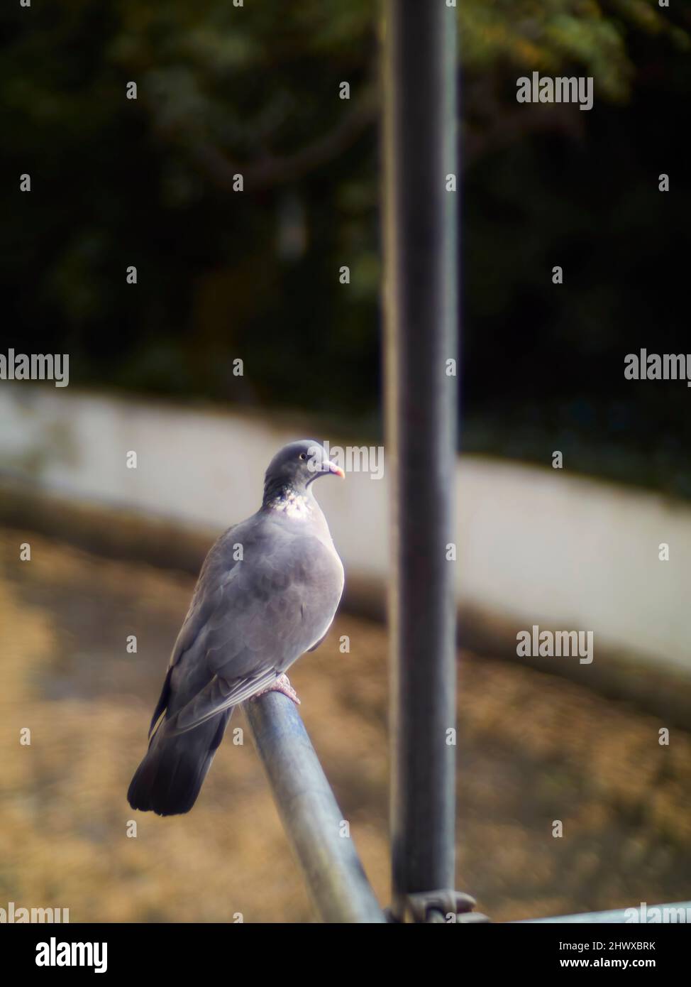 A peaceful, soft, autumnal portrait of a wood pigeon, perched on ...