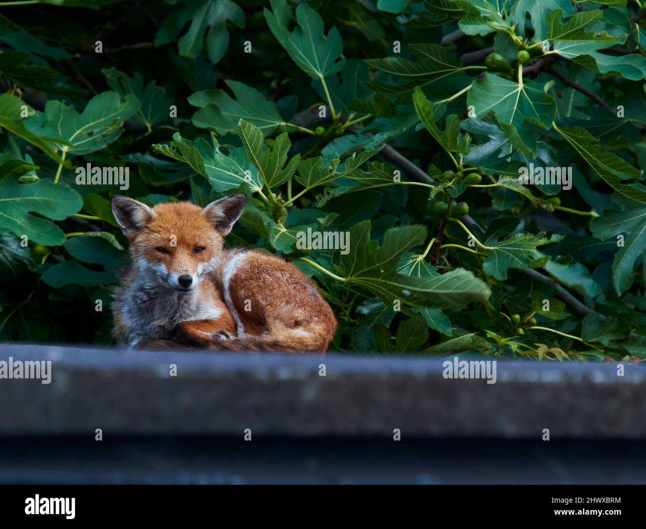 Encounter with animals hi-res stock photography and images - Alamy