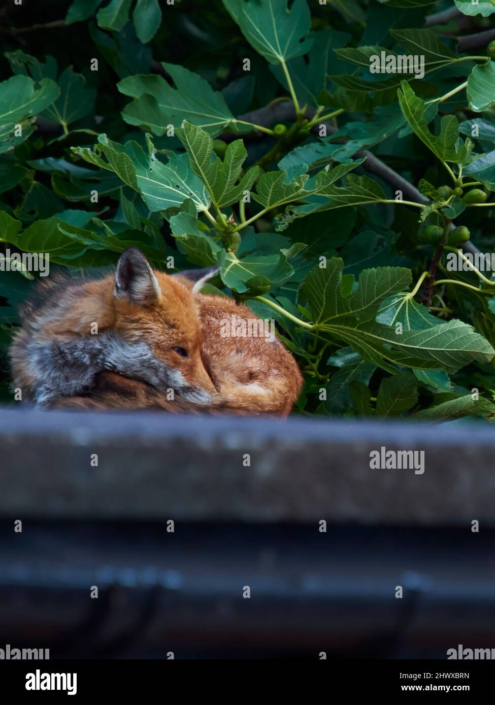 A red fox resting on a Camden rooftop in Autumn - nose tucked into tail ...