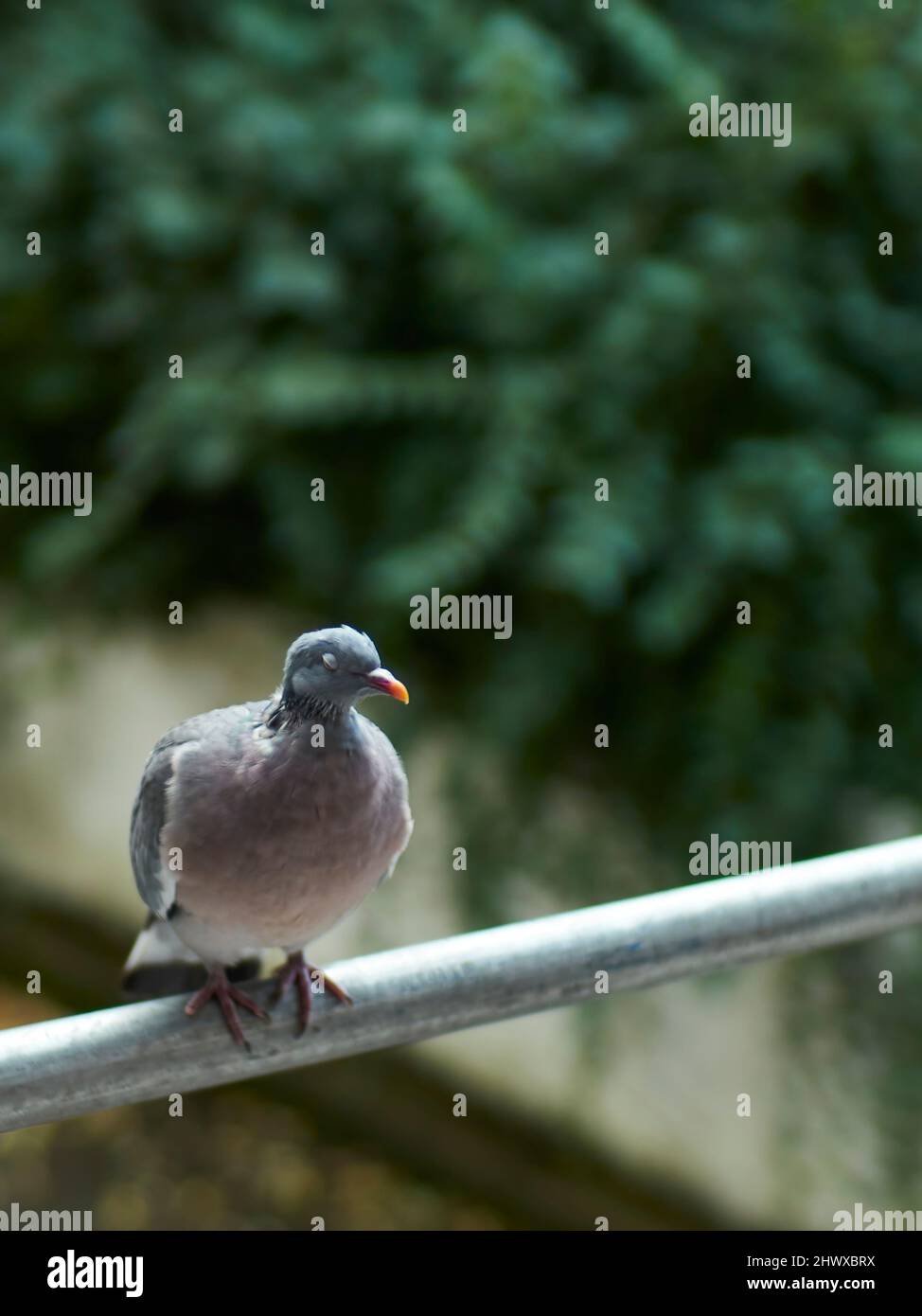 Relaxed pigeon hi-res stock photography and images - Alamy