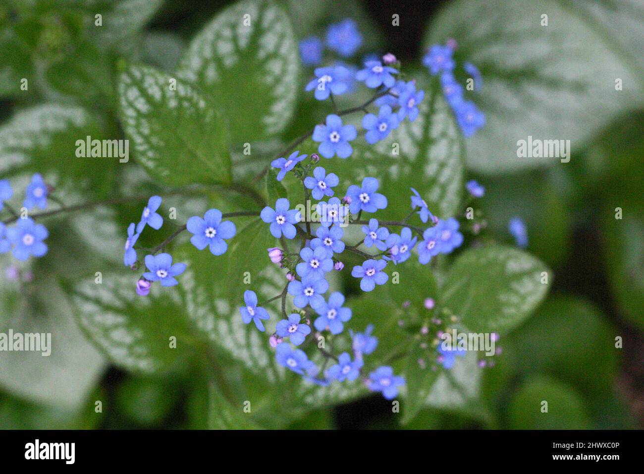 Brunnera macrophylla 'Jack Frost' (Siberian buegloss Stock Photo - Alamy