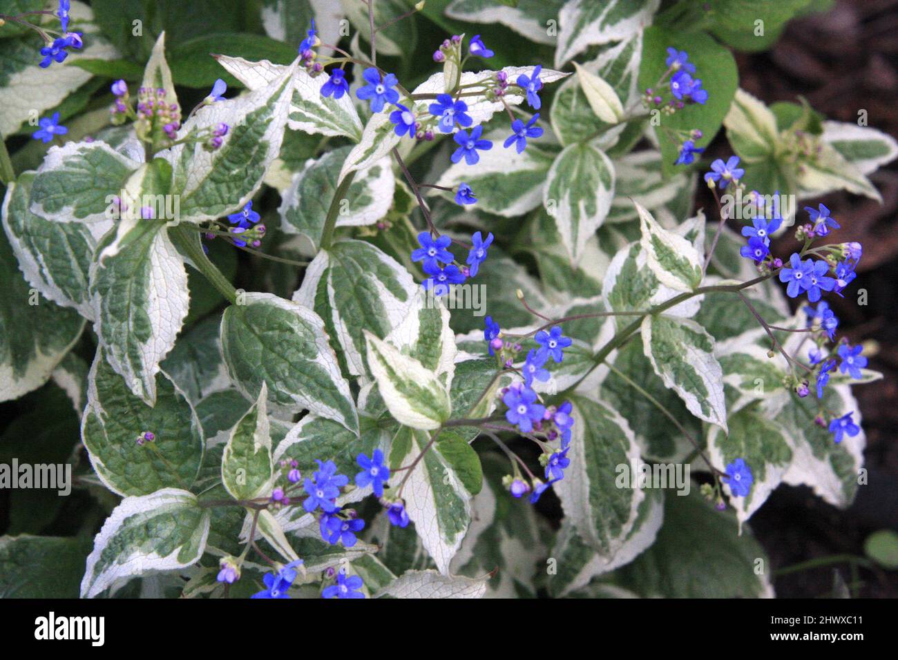 Brunnera macrophylla 'Variegata' (Siberian buegloss Stock Photo - Alamy