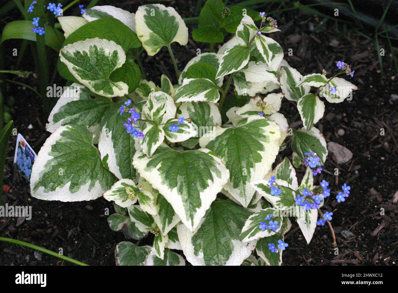 Brunnera macrophylla 'Variegata' (Siberian buegloss Stock Photo - Alamy