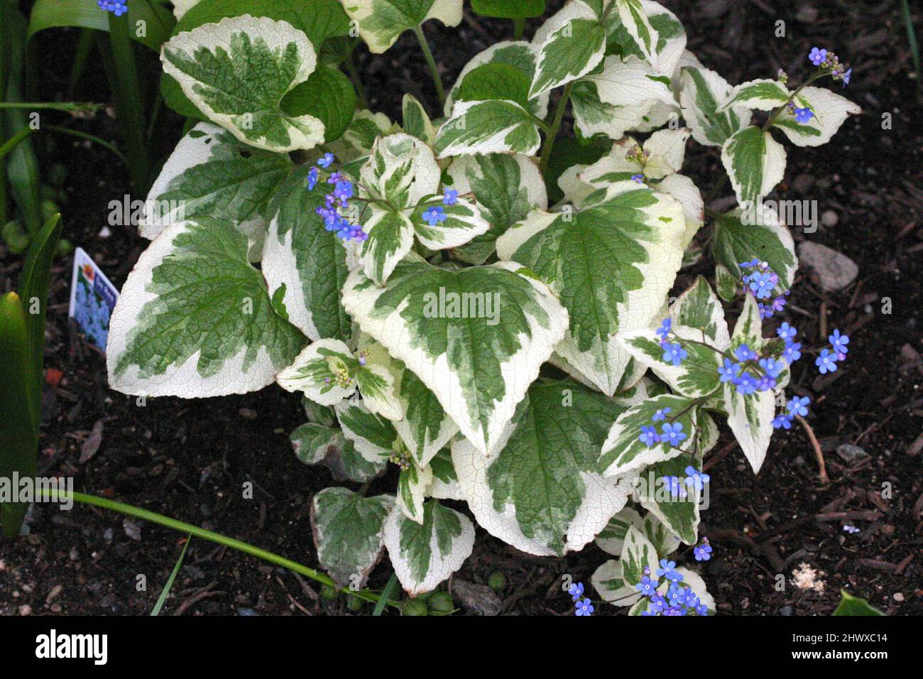 Brunnera macrophylla 'Variegata' (Siberian buegloss Stock Photo - Alamy