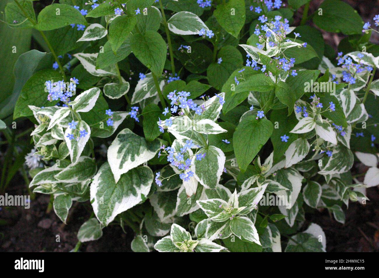 Brunnera macrophylla 'Variegata' (Siberian buegloss Stock Photo - Alamy