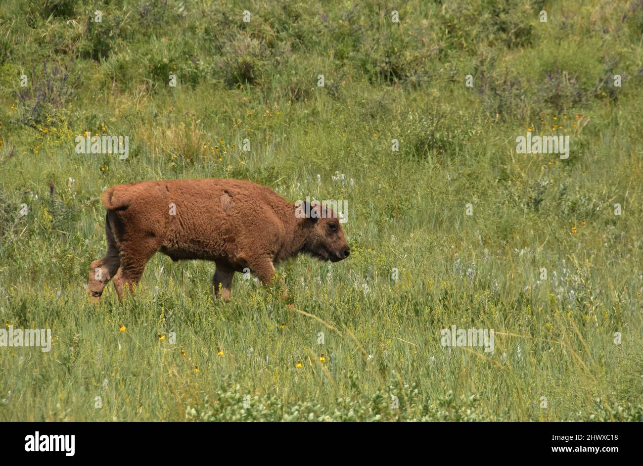 Fluffy small bison calf moving slowly through a grass filled field ...
