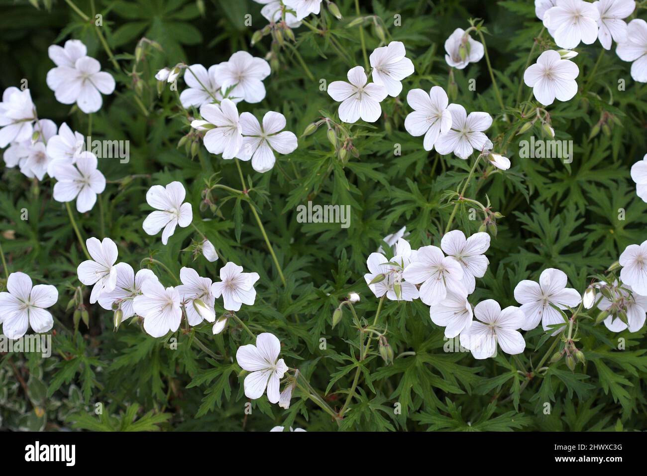 Geranium clarkei 'Kashmir White' (Cranesbill Stock Photo - Alamy