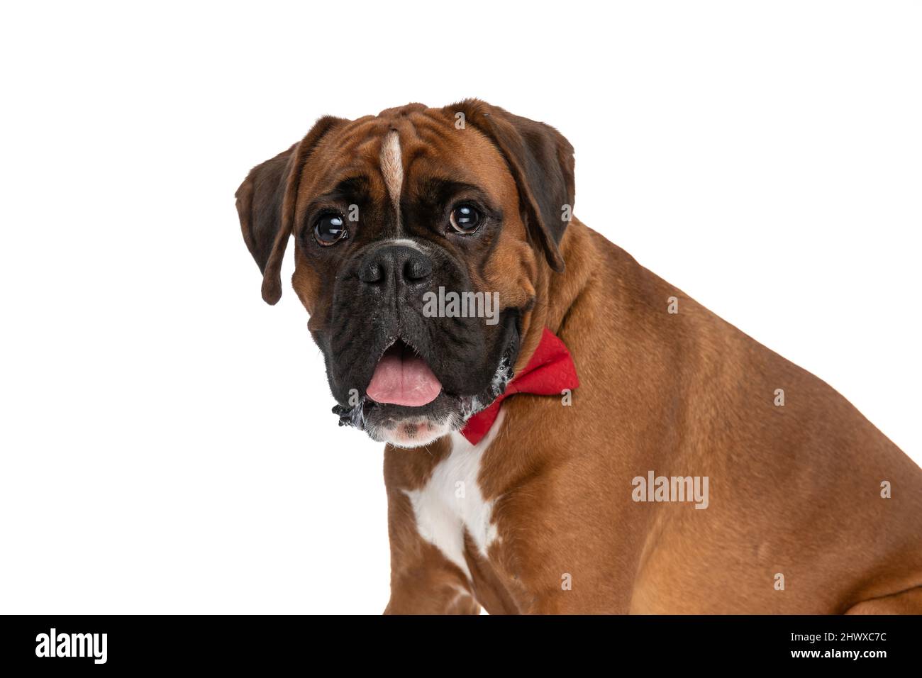 beautiful boxer dog looking at the camera, sticking out tongue and ...
