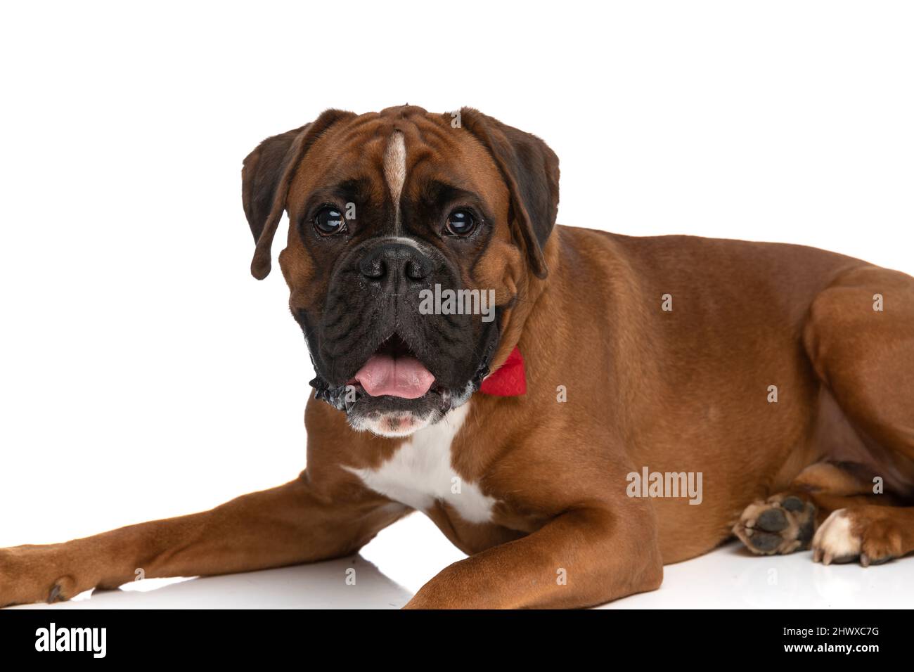 sweet boxer dog sticking out tongue, laying down and wearing a red ...