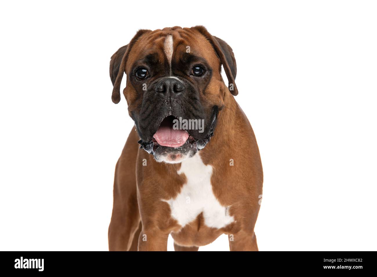sweet boxer dog feeling happy, sticking out tongue and standing against ...