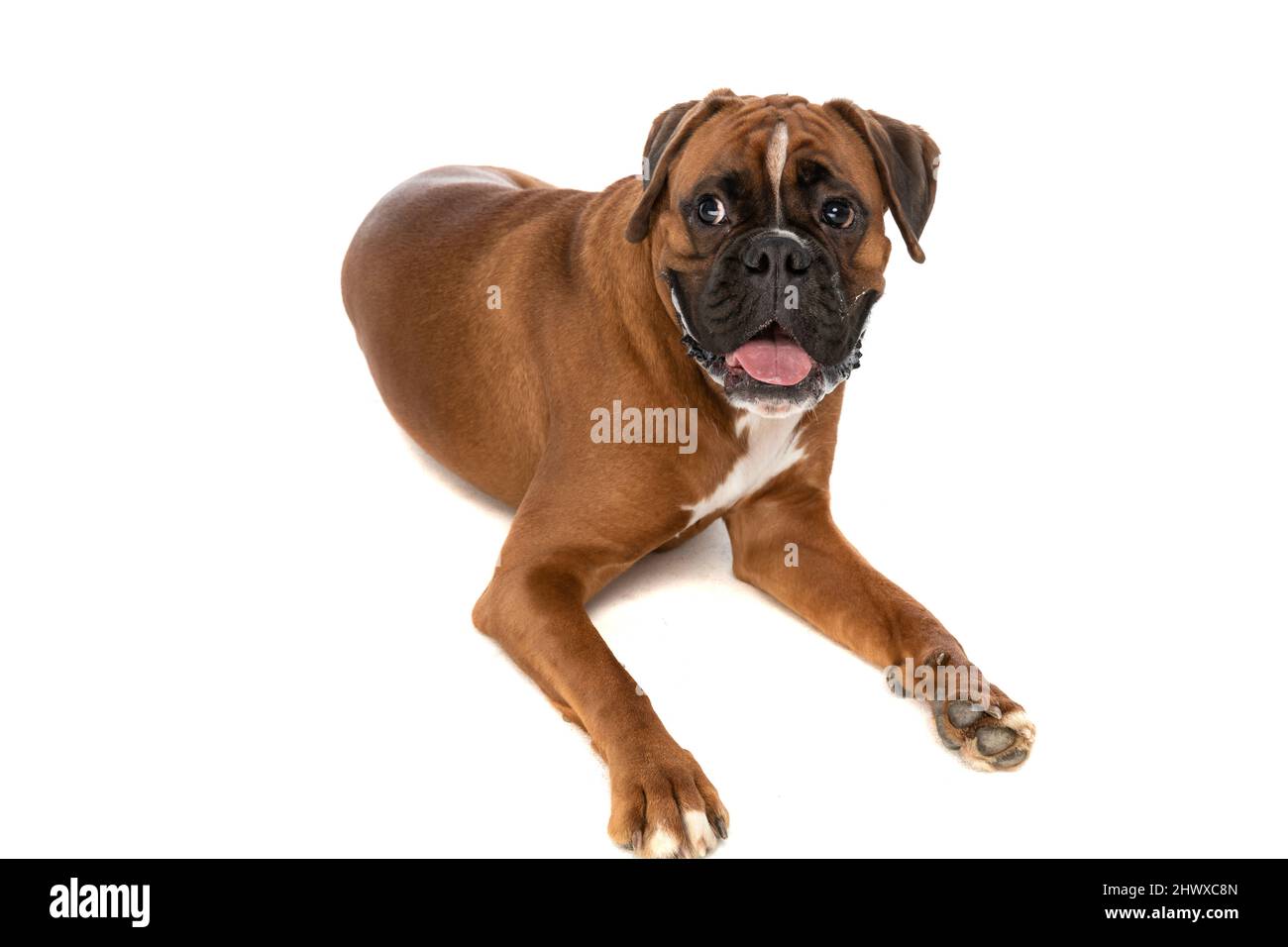 happy boxer dog laying down and having a good time, panting and feeling ...