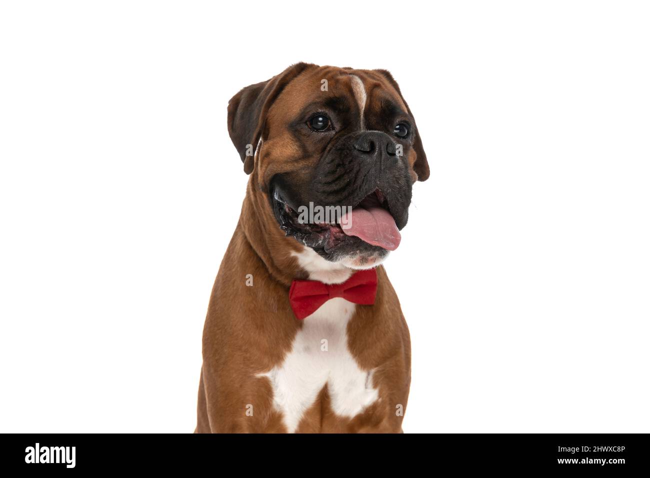 beautiful boxer dog sticking out tongue, looking away, wearing a red ...