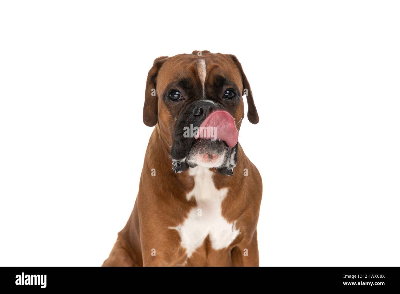 sweet boxer dog licking his mouth, looking at the camera and sitting ...