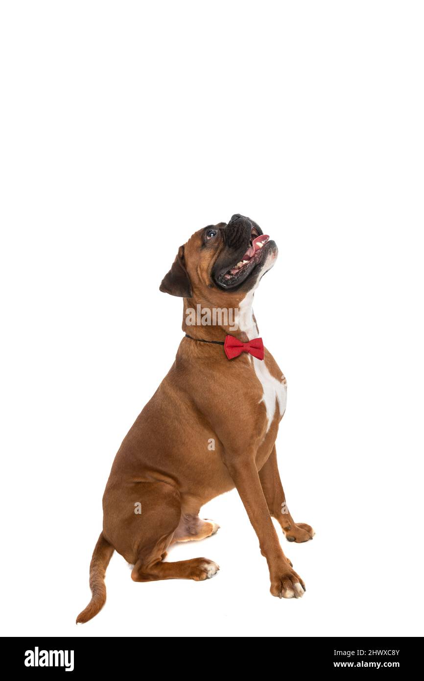 Boxer Dog Side View